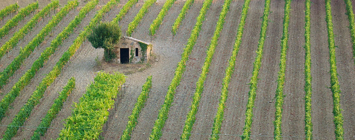 SlideVineyard | Italy Photography Workshops with Jeff Curto