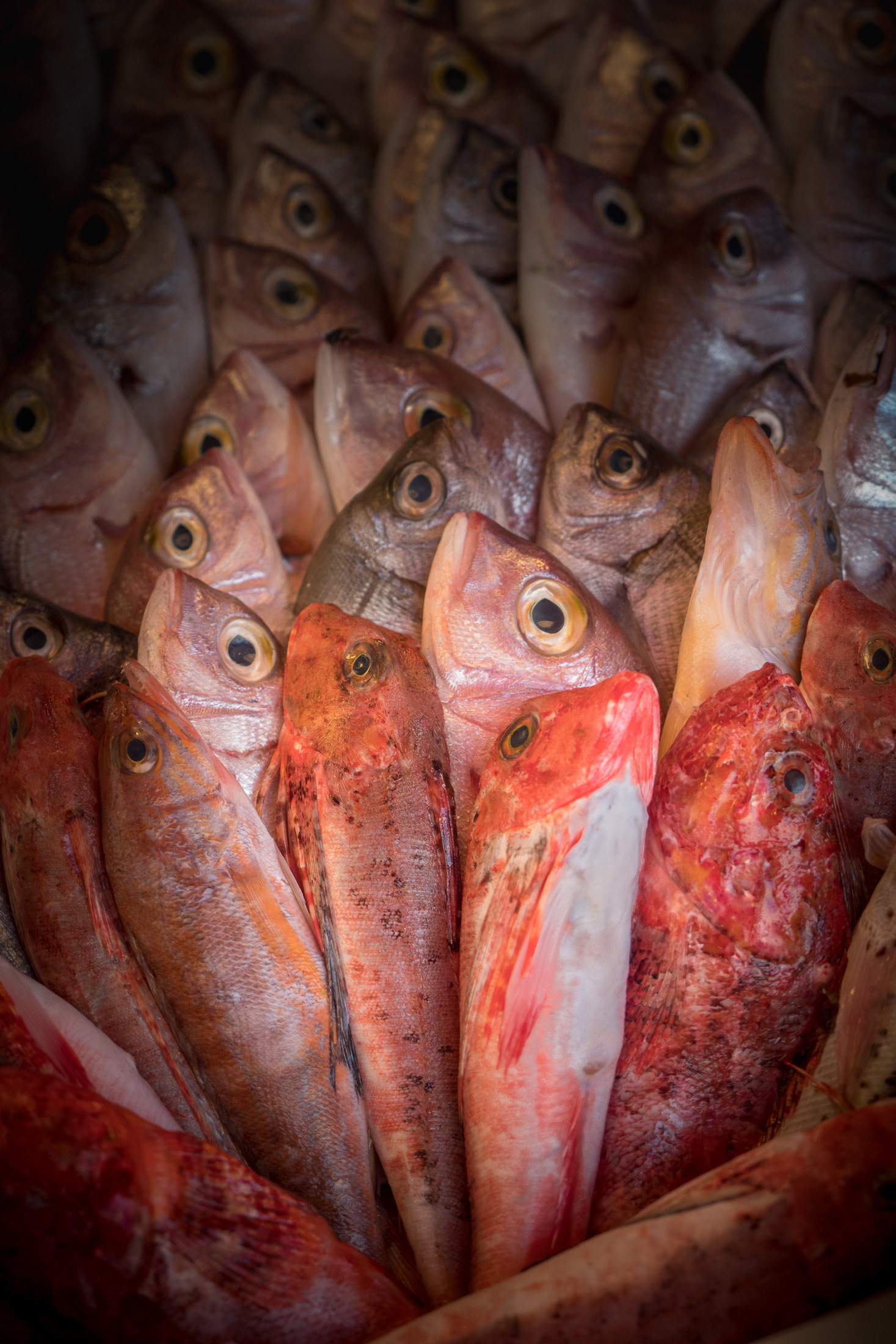 Fish, Ortygia, Sicily | Italy Photography Workshops with Jeff Curto